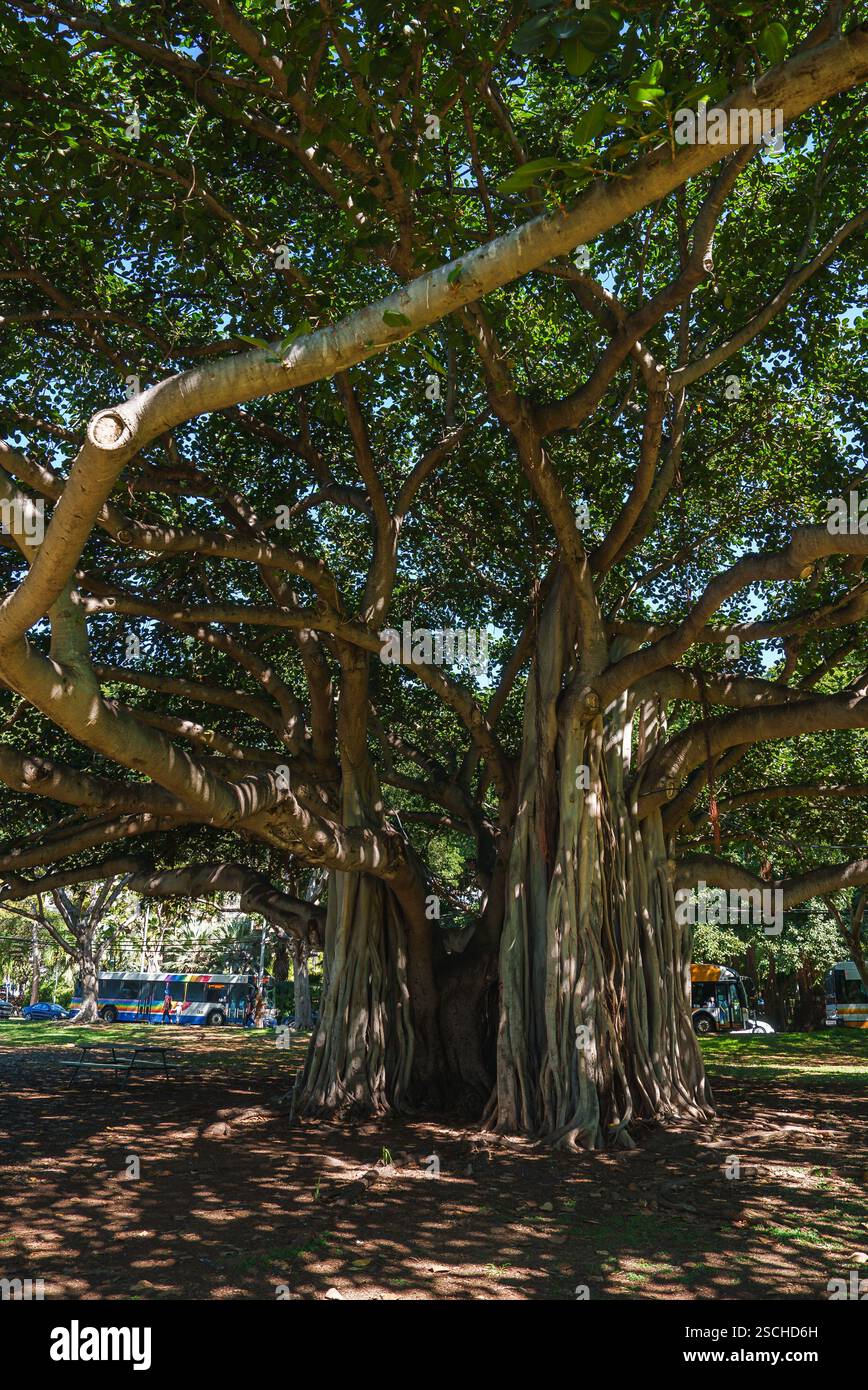 Massive Banyan Tree with Aerial Roots in a Park Setting in Hawaii Stock ...