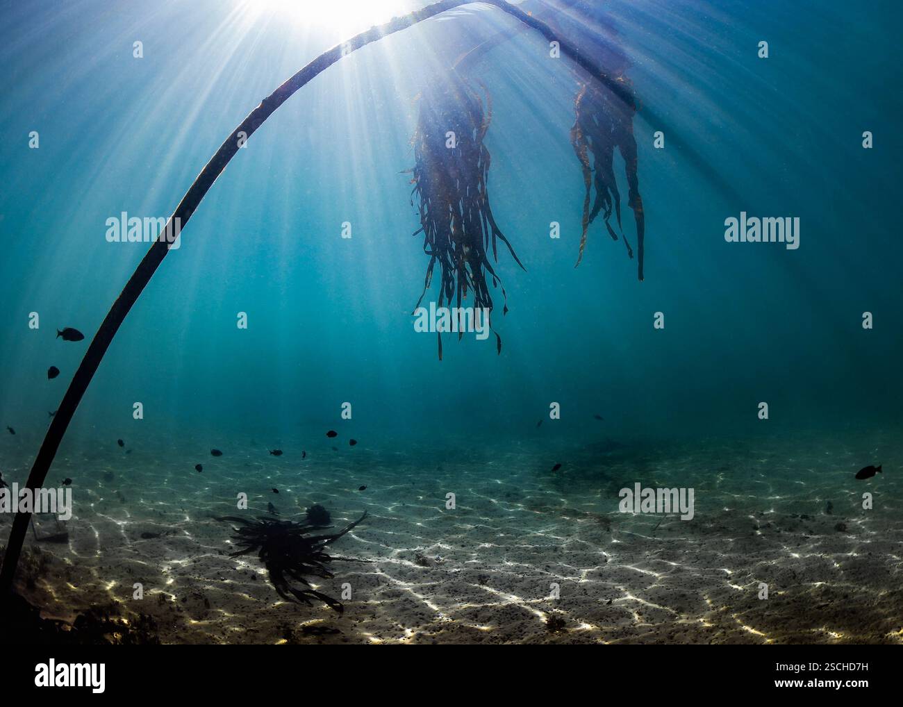 A minimalistic underwater scene of a kelp frond bending over the sandy ...