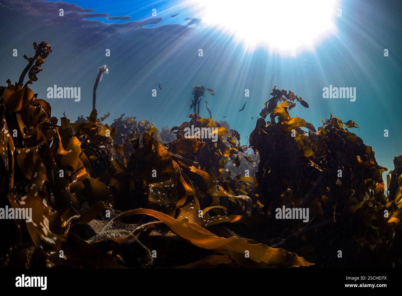 An underwater scene of a kelp (Ecklonia maxima) forest in clear water ...