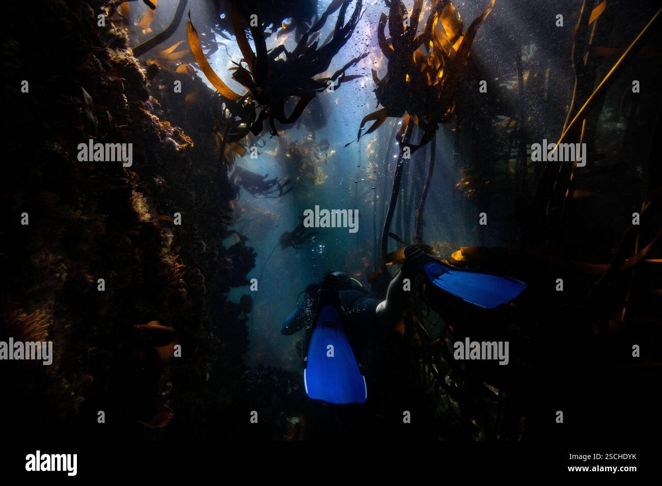 Scuba diver swimming through the dark murky kelp forest from behind ...