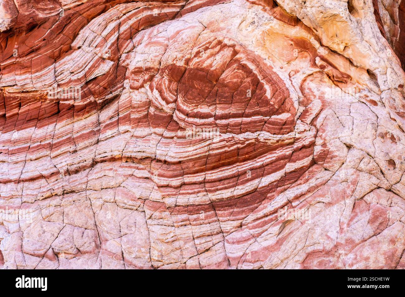 This detailed image captures the bold striping and intricate patterns ...