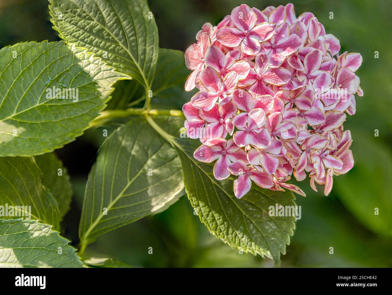 Hydrangea flowers (Hydranges Macrophylla) "Forever & Ever Peppermint ...