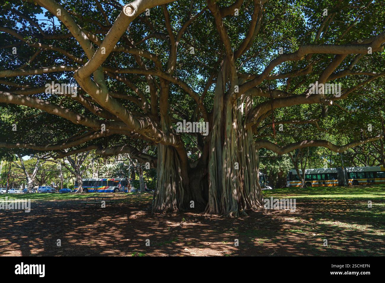 Massive Banyan Tree with Aerial Roots in a Park Setting in Hawaii Stock ...
