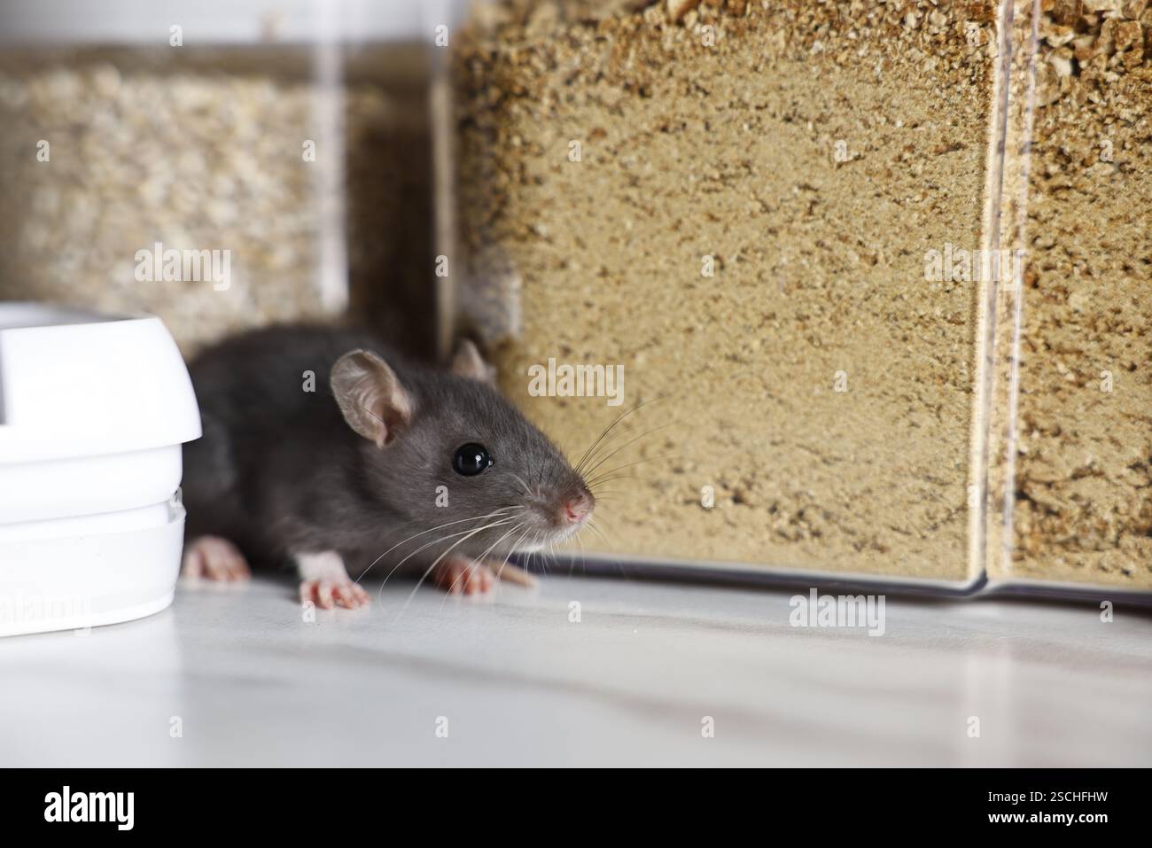 Grey rat looking for food on white marble table. Pest control Stock ...