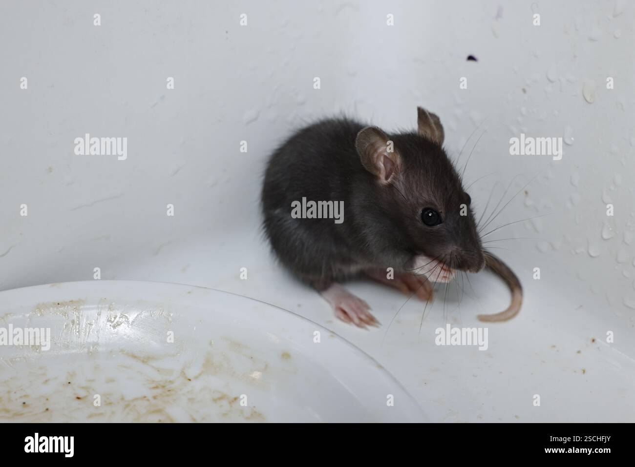 Grey rat and dirty plate in sink. Pest control Stock Photo - Alamy