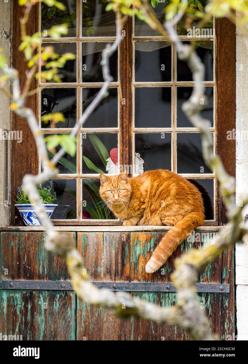 An inquisitive orange tabby cat sits on a beautifully weathered window ...