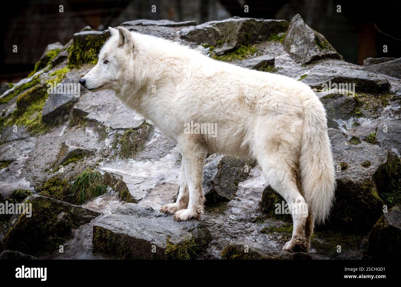A majestic Arctic wolf, distinguished by its all-white fur, poses ...