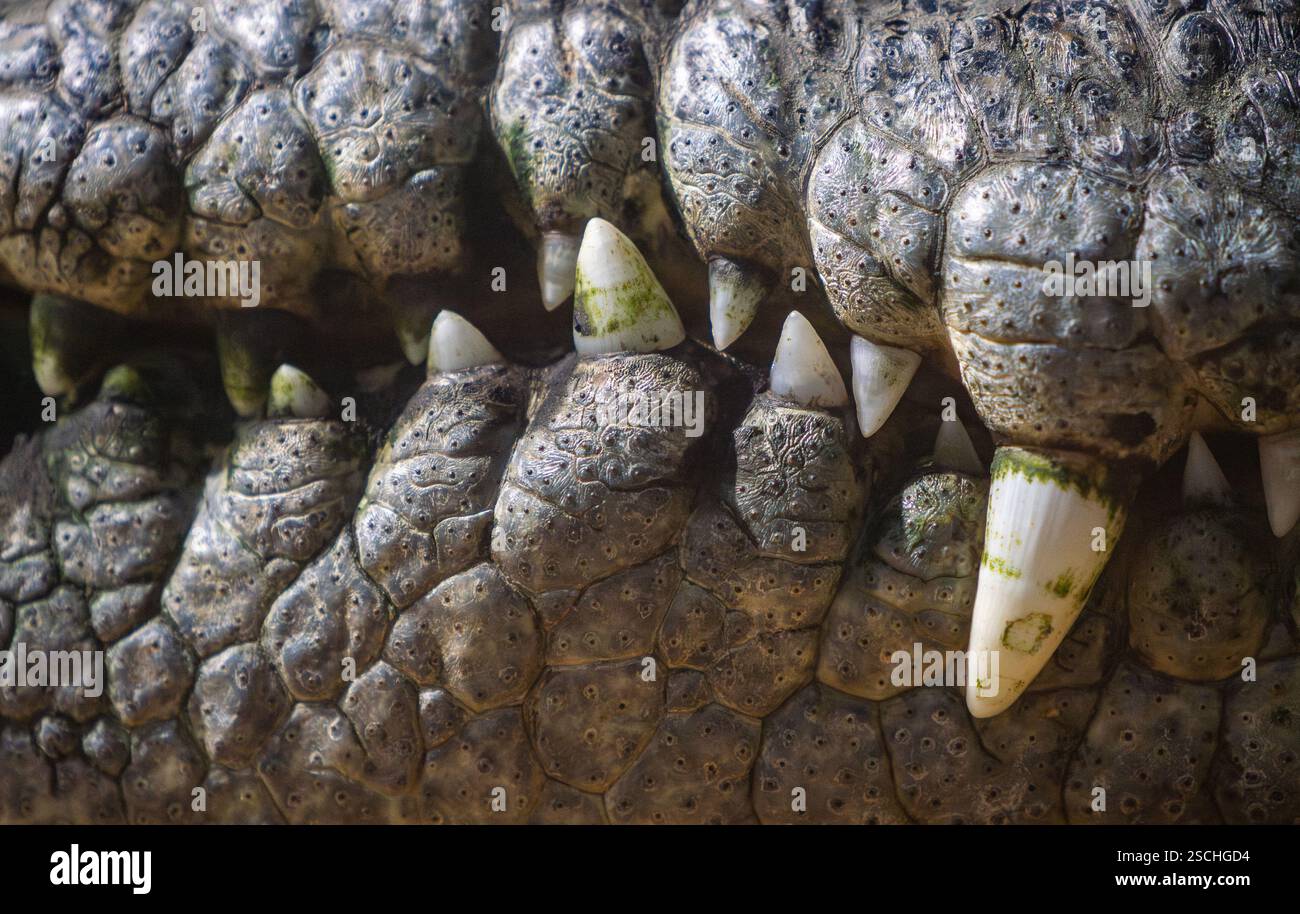 A detailed close-up of a Nile crocodile's jaw, highlighting its ...