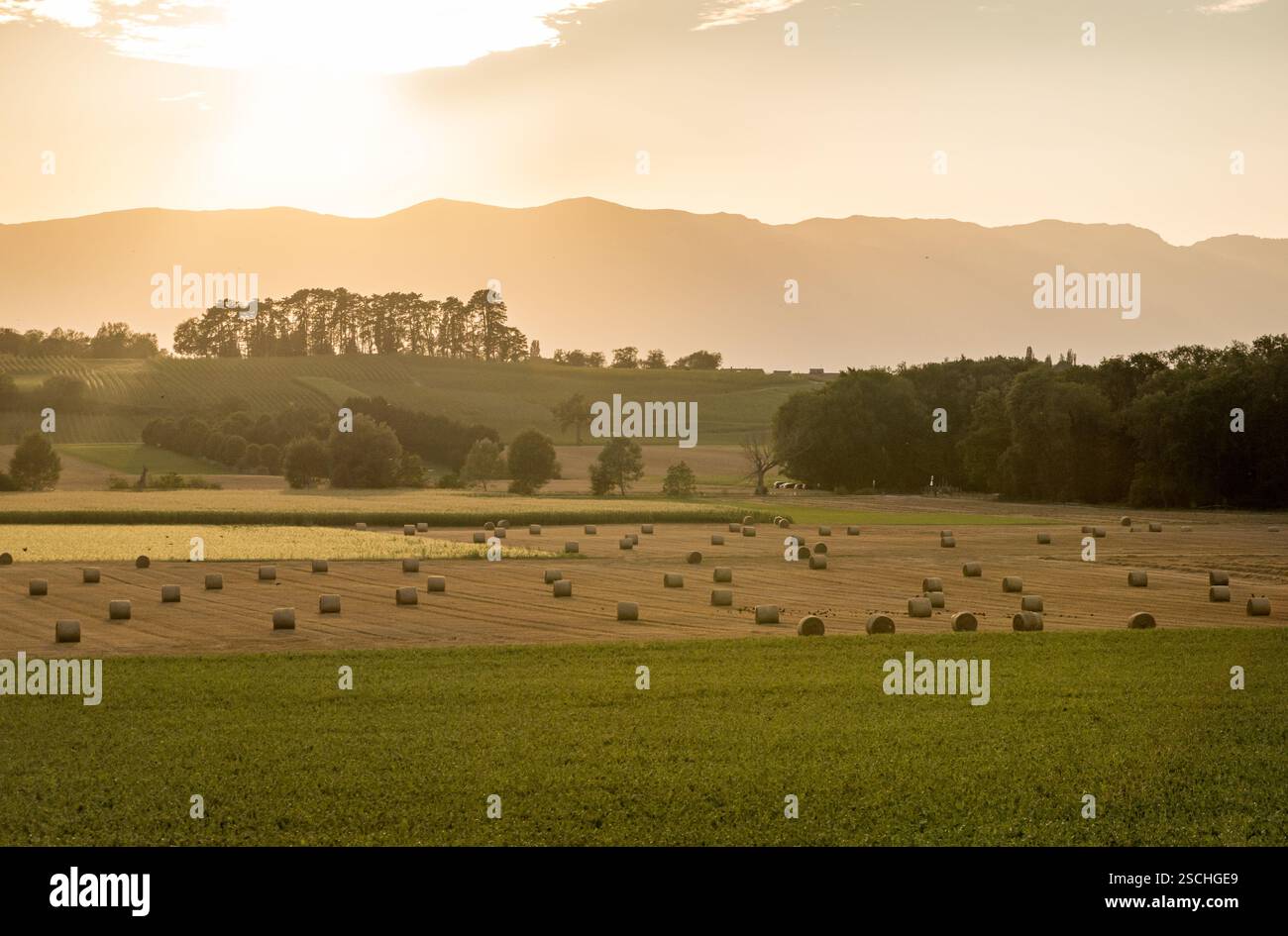 Golden hour light casts a warm glow over sprawling hay fields dotted with bales in rural Geneva ...