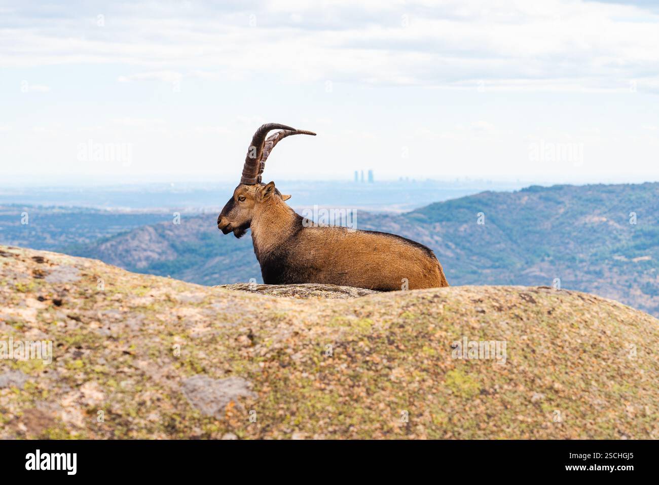 An adult Spanish ibex lounges on a rocky ledge in La Pedriza National Park, Madrid, with a ...