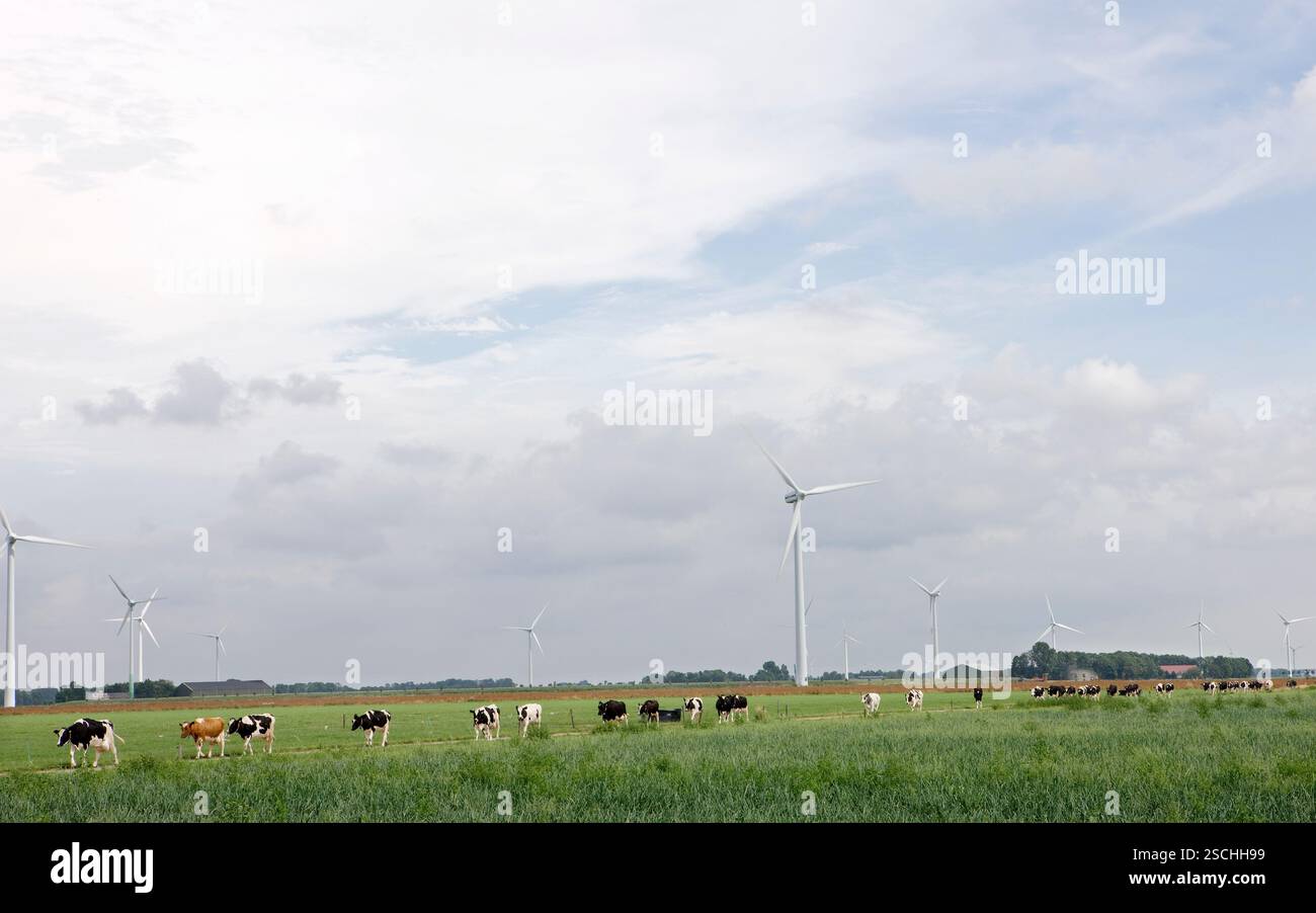 Cows walking towards the milking stable in Dutch landscape. Dairy ...