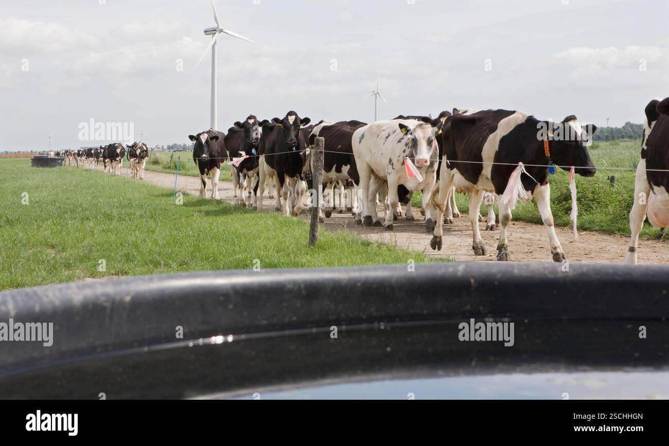 Cows walking towards the milking stable in Dutch landscape. Dairy ...