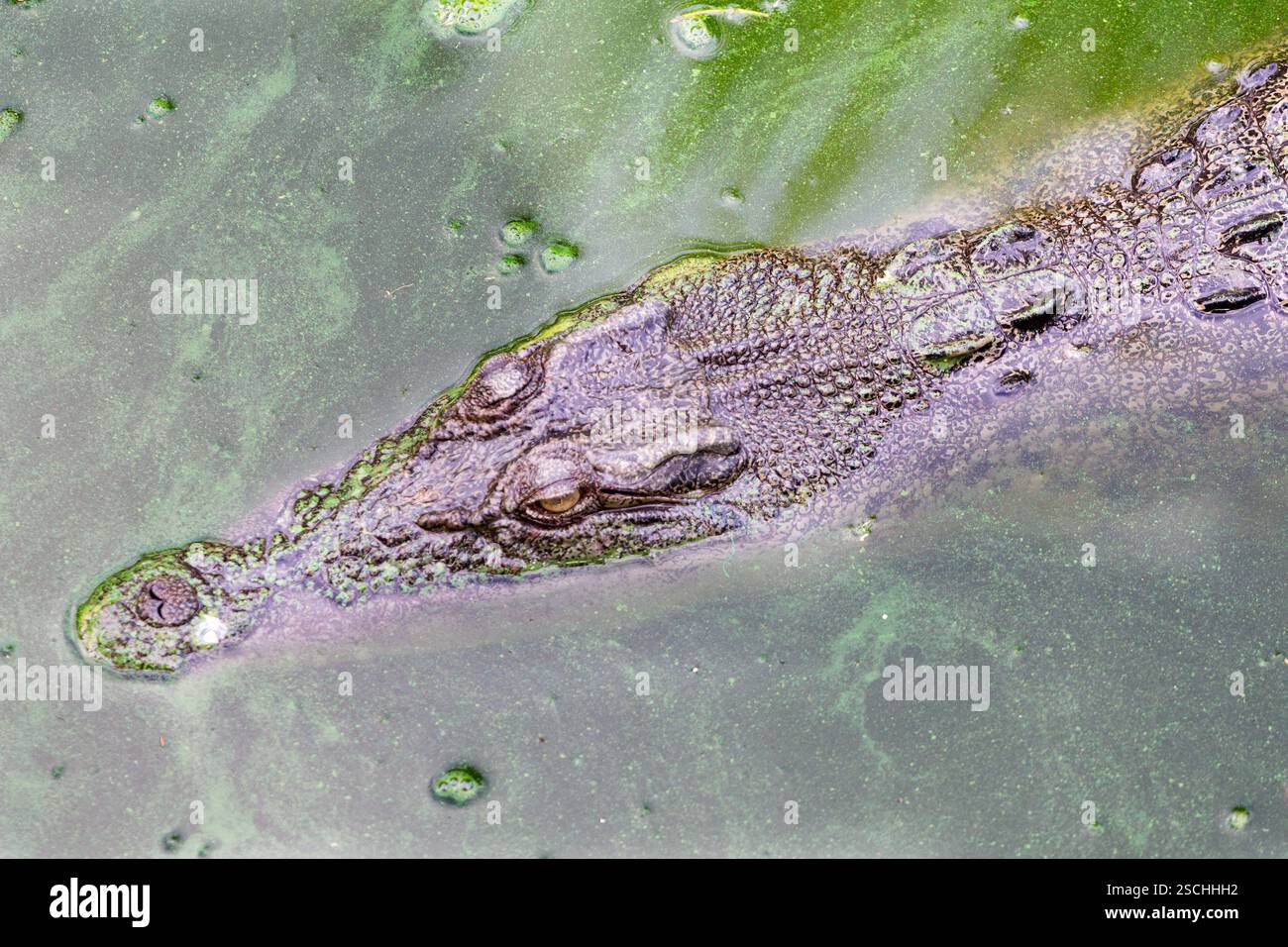 A saltwater crocodile at the Davao Crocodile Park and Zoo in Davao City ...