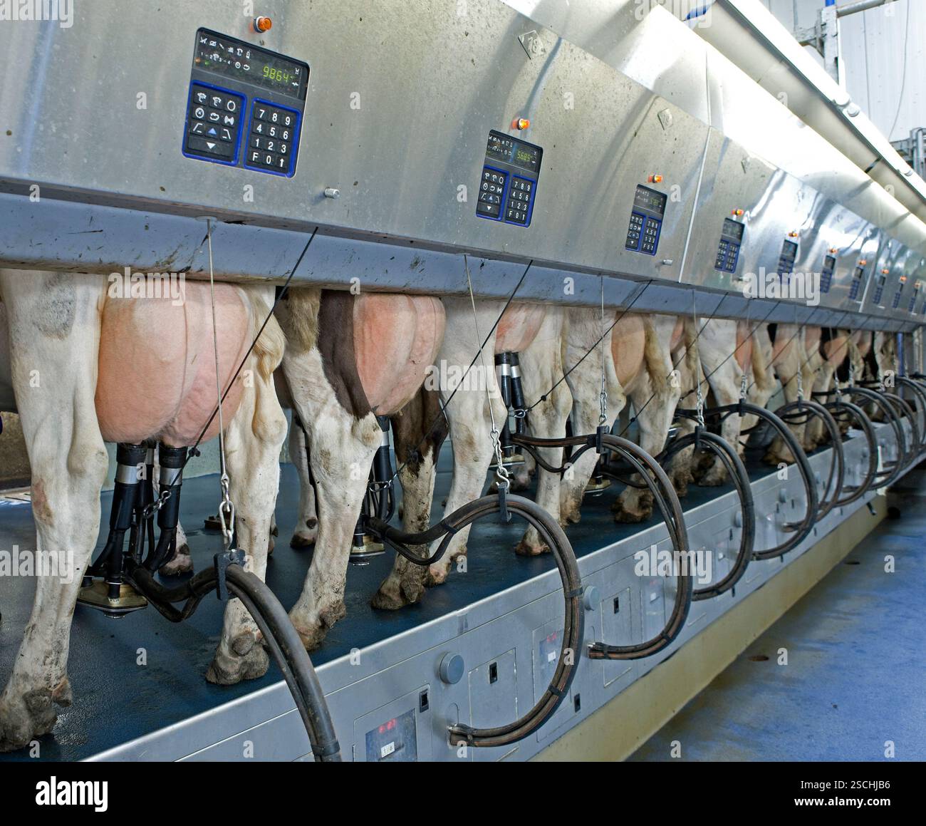 Modern milking stable at Dairy cattle breeding in the Netherlands in ...