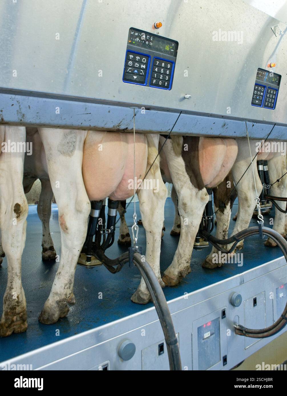 Netherlands dairy farm milk milking hi-res stock photography and images ...