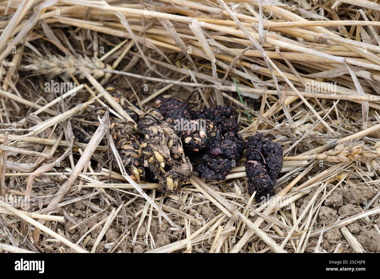 Smell identification hi-res stock photography and images - Alamy