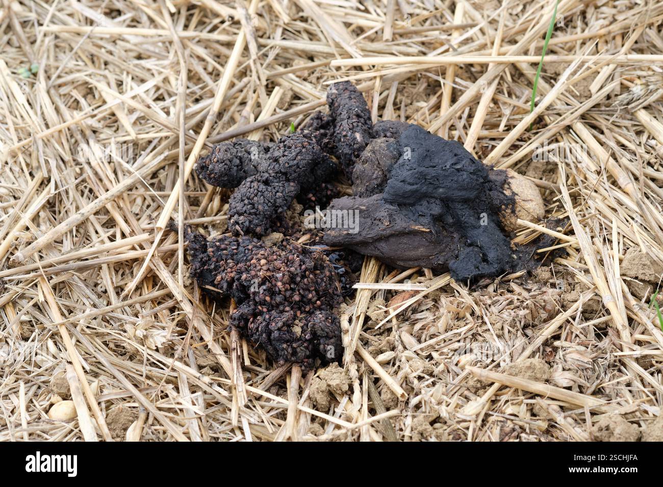 Badger Meles meles poo in shallow latrine, sweet musky smell, summer ...