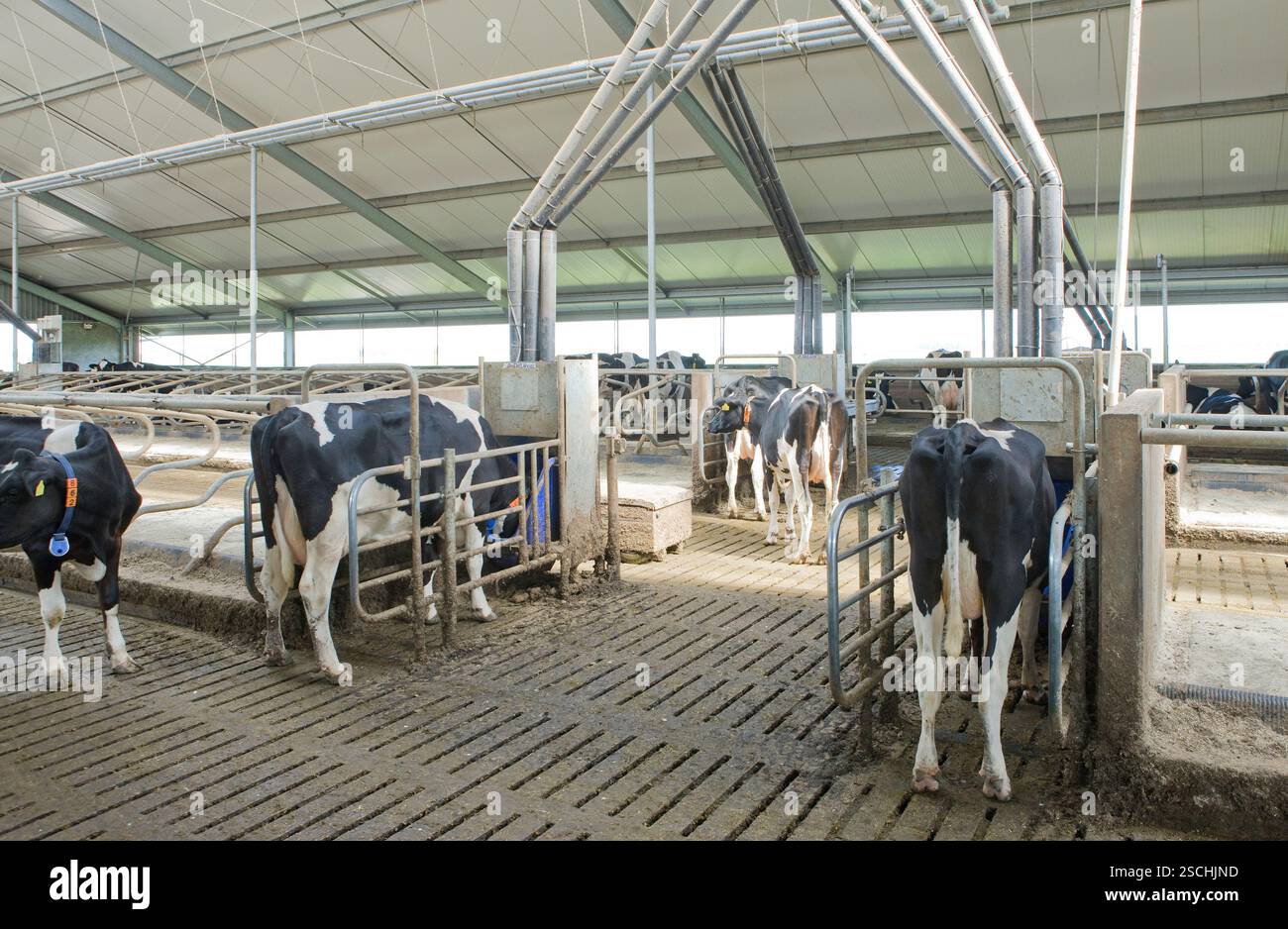 Dairy cattle breeding in the Netherlands in the Flevopolder. Modern ...