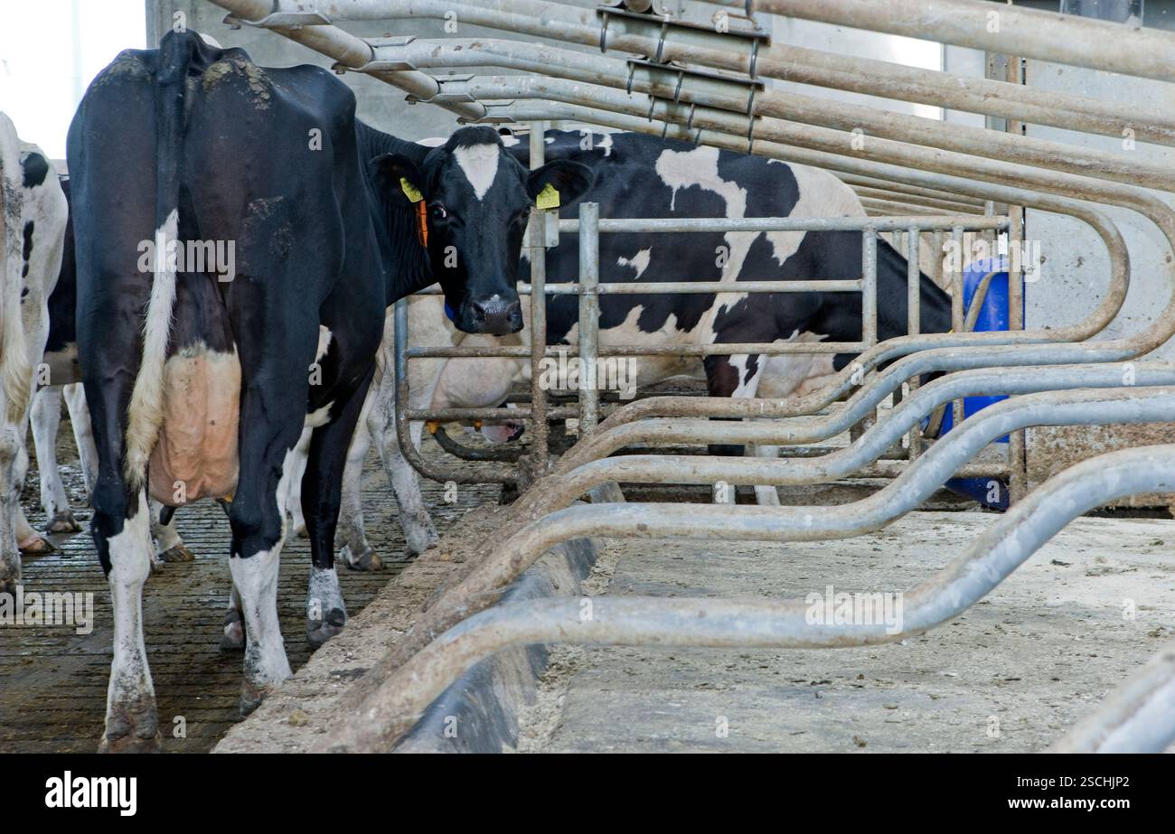 Dairy cattle breeding in the Netherlands in the Flevopolder. Modern ...