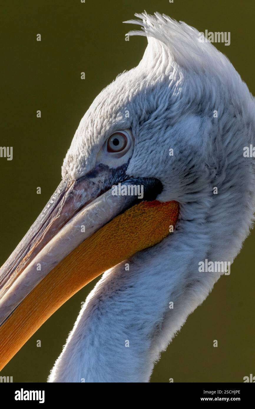 Dalmatian pelican in profile showing crest and beak detail Stock Photo ...