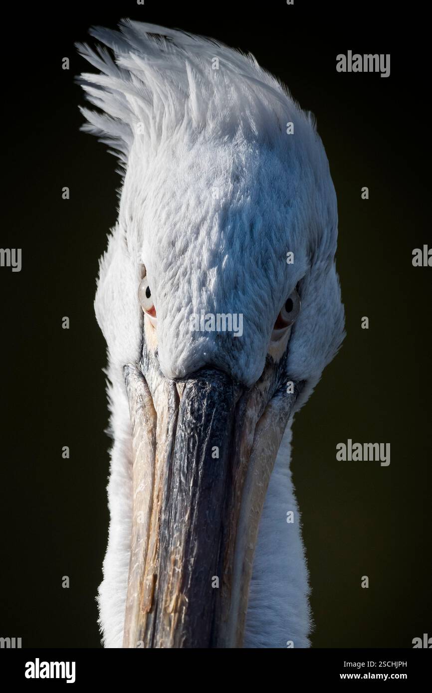 Dalmatian pelican portrait showing crest and beak detail Stock Photo ...