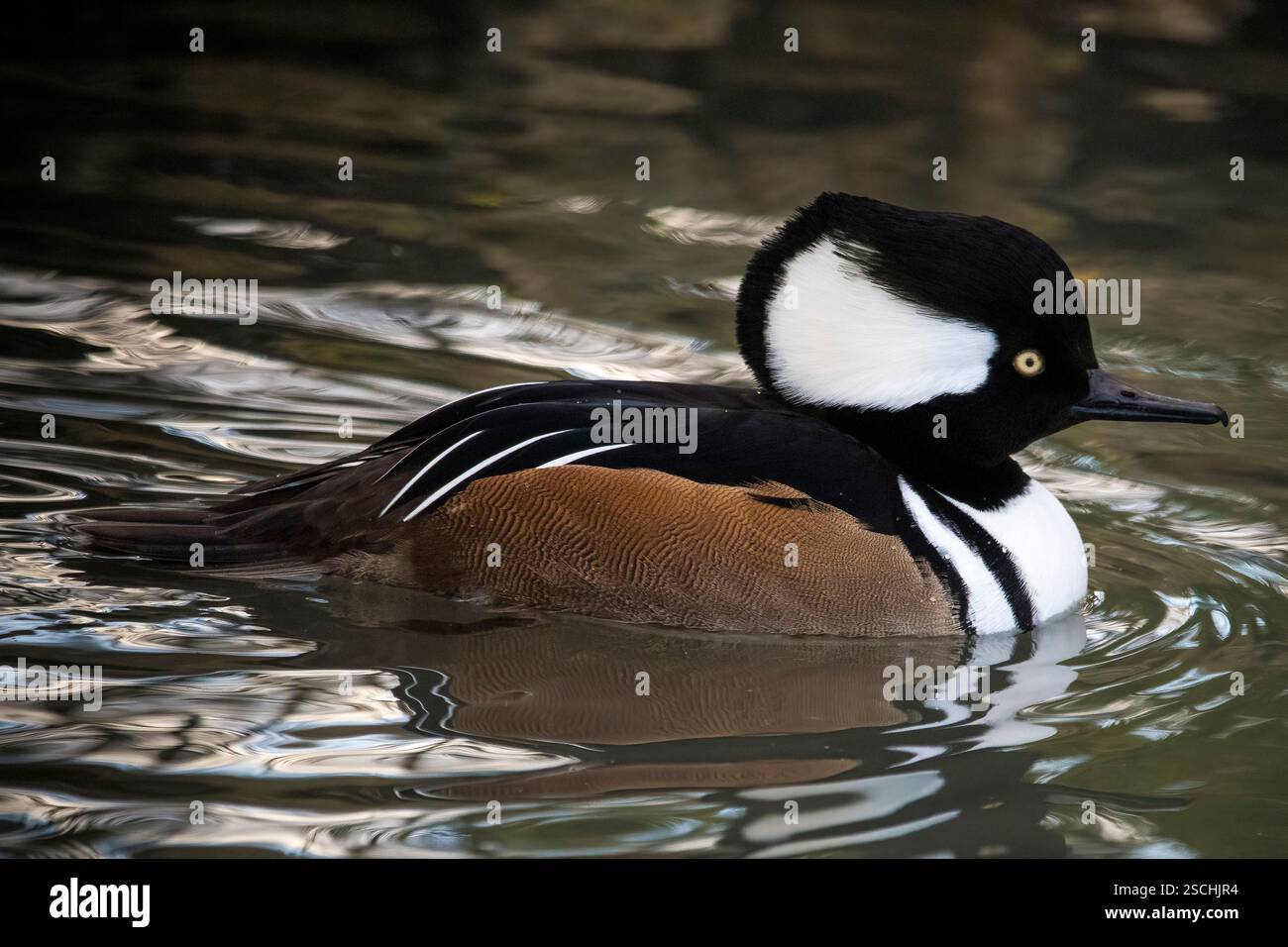 Hooded Merganser swimming in wetlands in Winter Stock Photo - Alamy
