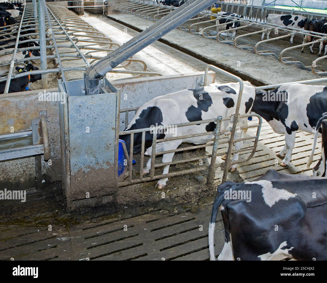 Dairy cattle breeding in the Netherlands in the Flevopolder. Modern ...