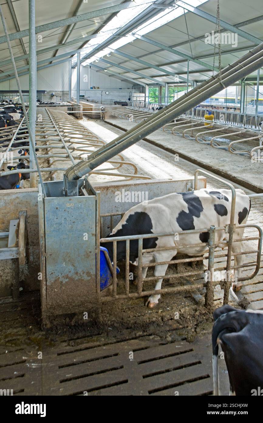 Dairy cattle breeding in the Netherlands in the Flevopolder. Modern ...