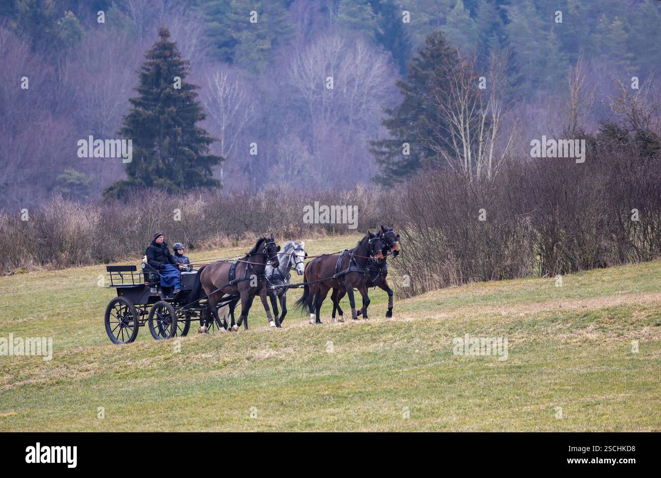 07 February 2025, Baden-Württemberg, Gomadingen: A carriage drawn by ...