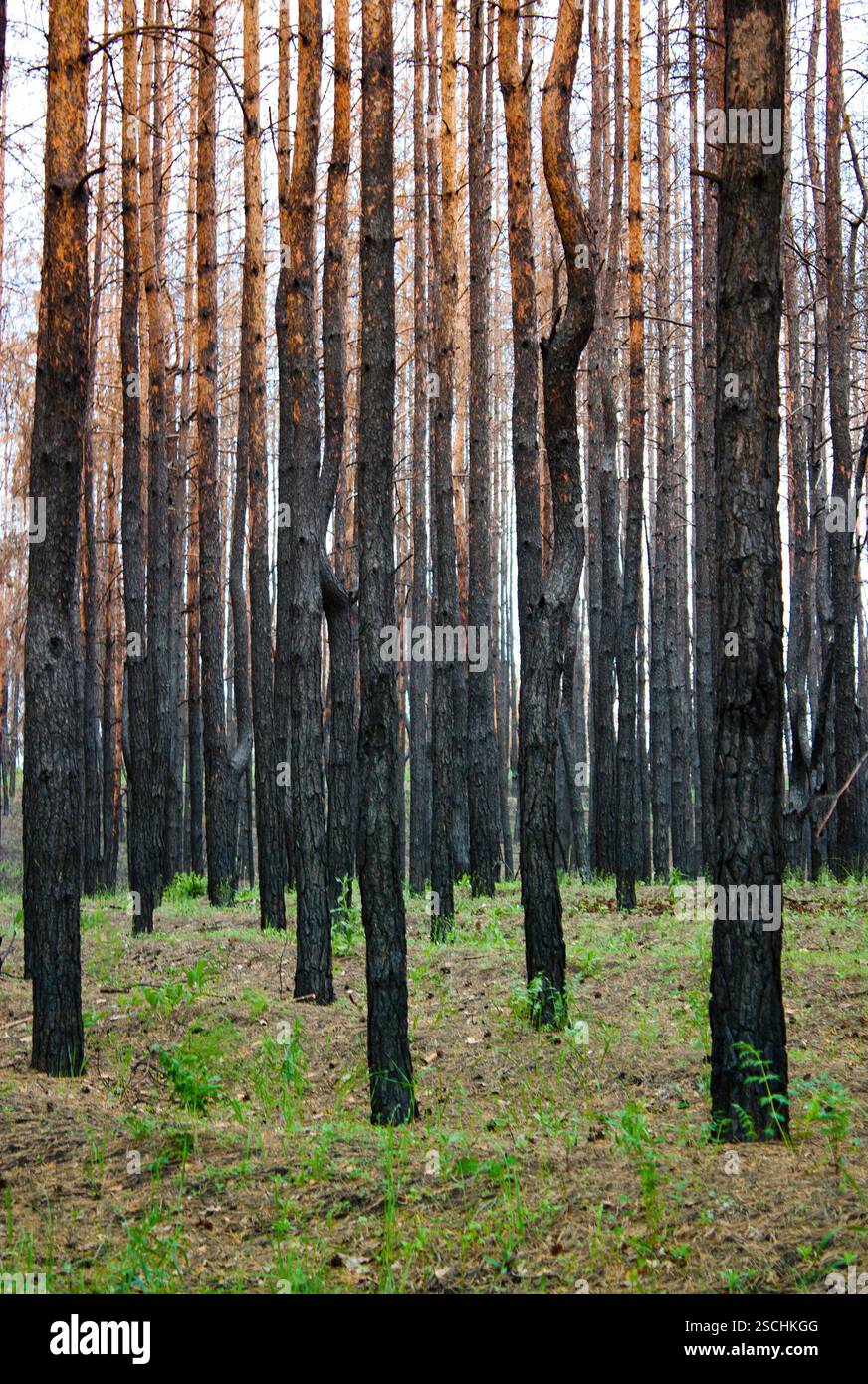burnt pine forest after fire Stock Photo - Alamy