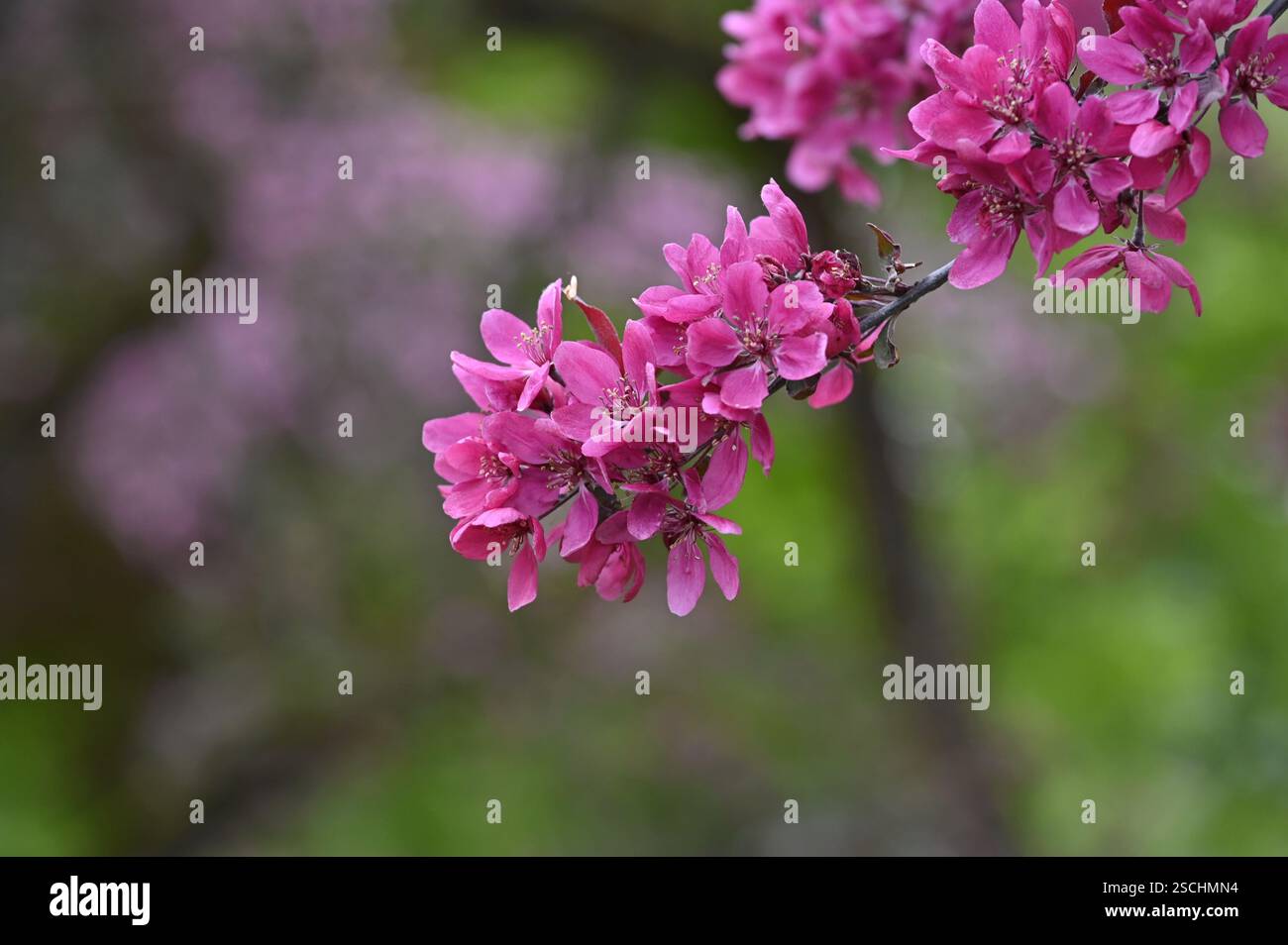 Blue muscat grapes bunch isolated on wooden background. Grapes with ...