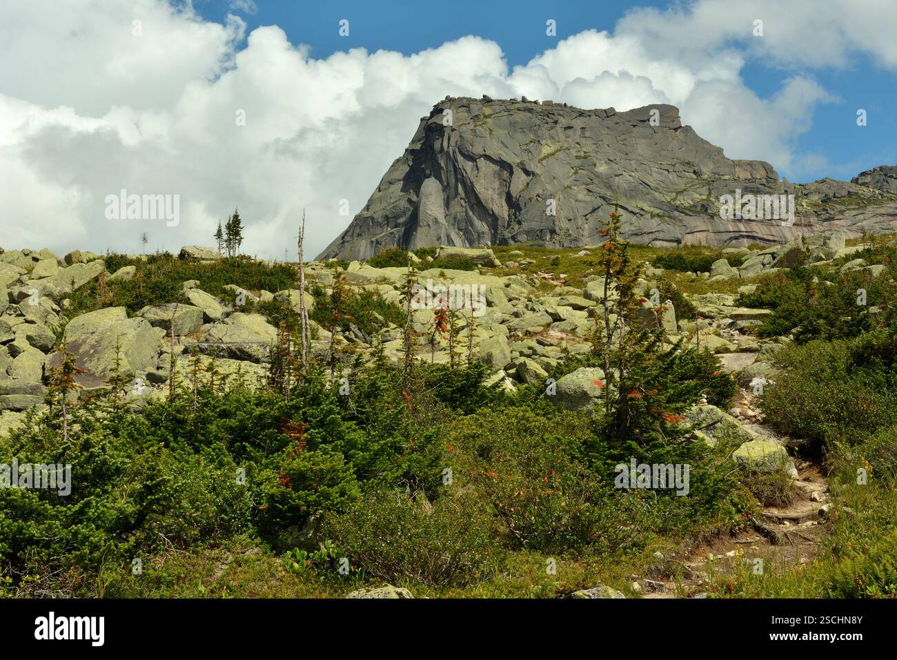 Low pines on a rock mass overlooking a high mountain in the shape of a ...