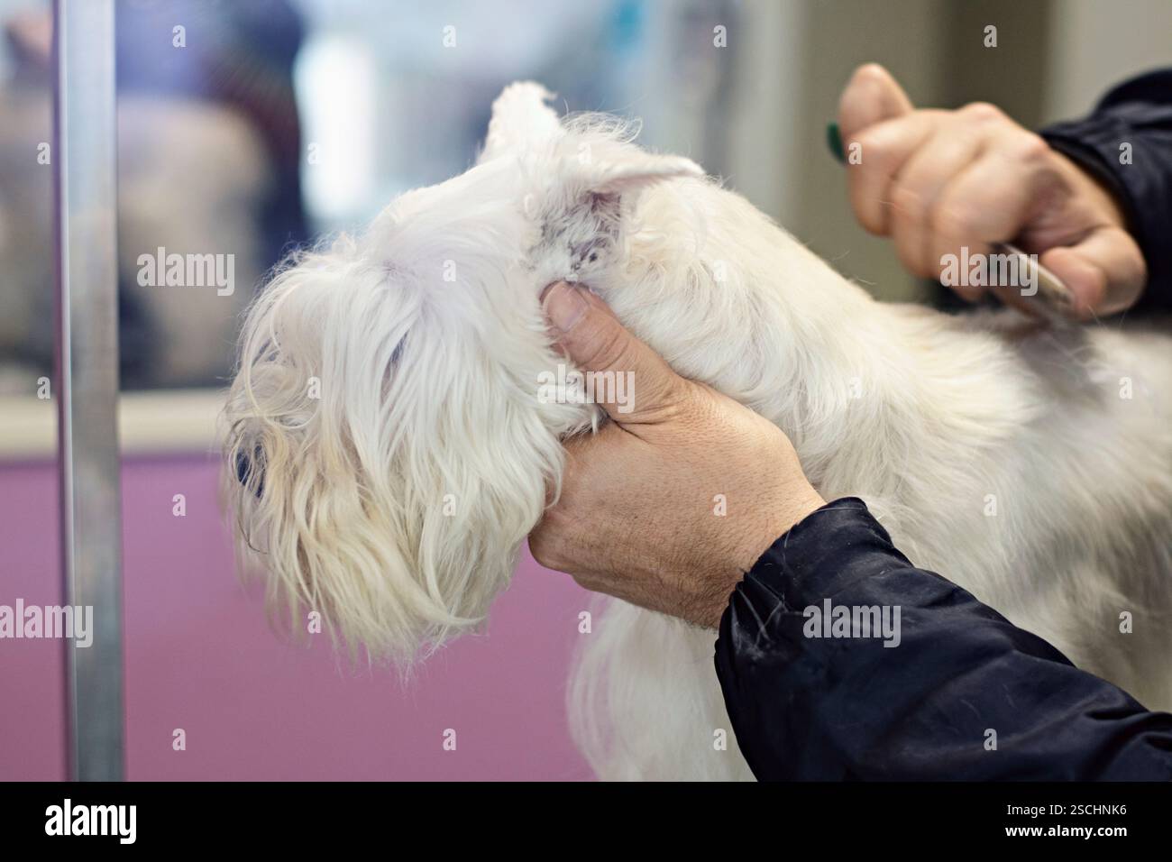 Schnauzer trim hi-res stock photography and images - Alamy