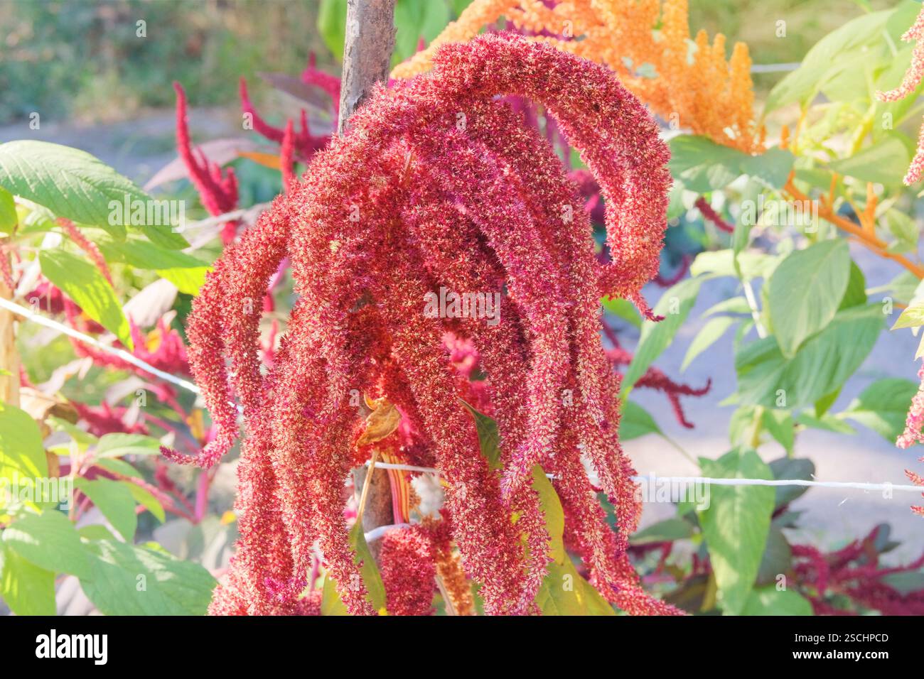 Amaranthus caudatus of purple color. Growing plant protein in rural ...