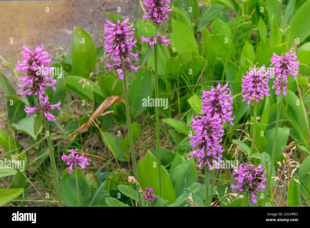 Stachys officinalis ‘rosea’ hi-res stock photography and images - Alamy