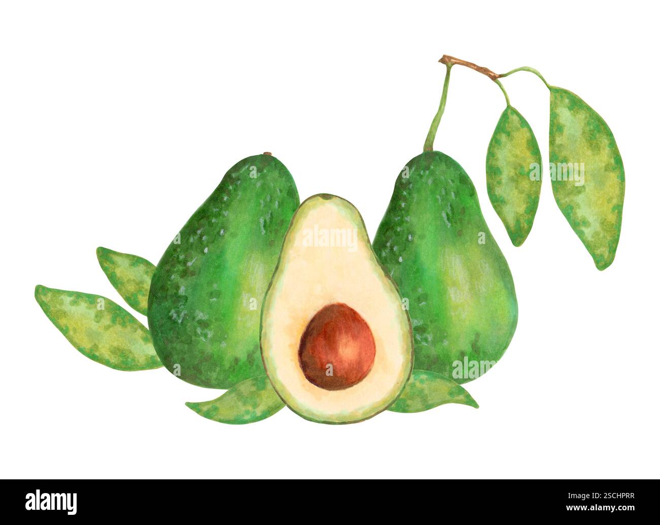 Whole and half avocado with leaves. Fruit composition. Watercolor and ...