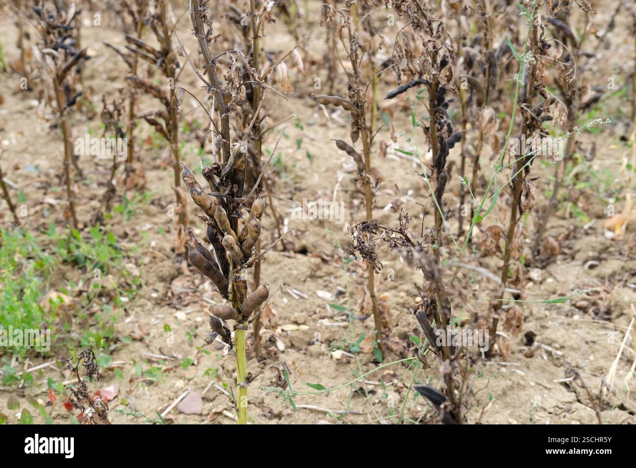 Desiccated agricultural land hi-res stock photography and images - Alamy