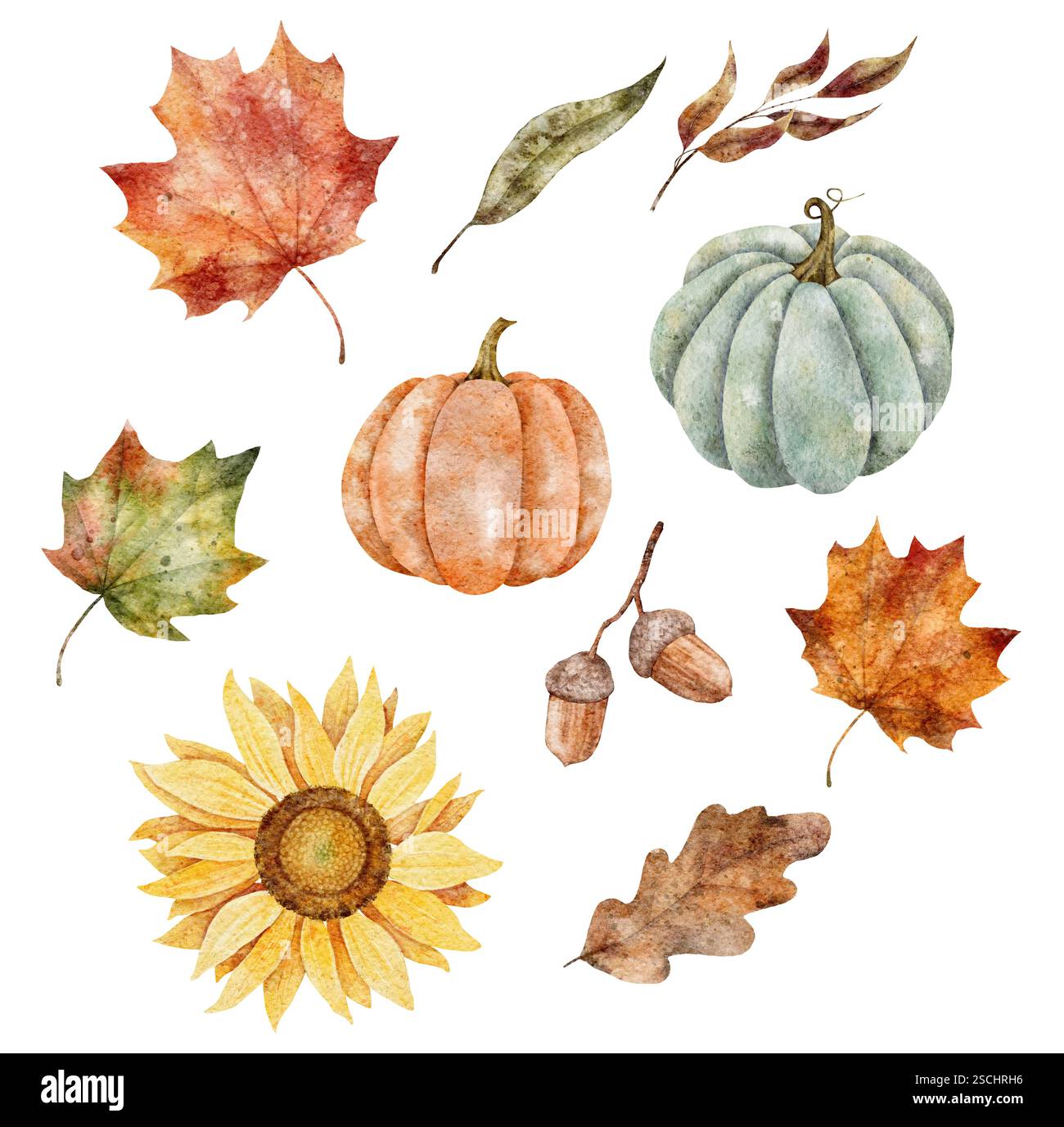 Watercolor big set of fall elements. Hand drawn pumpkins, maple leaves ...