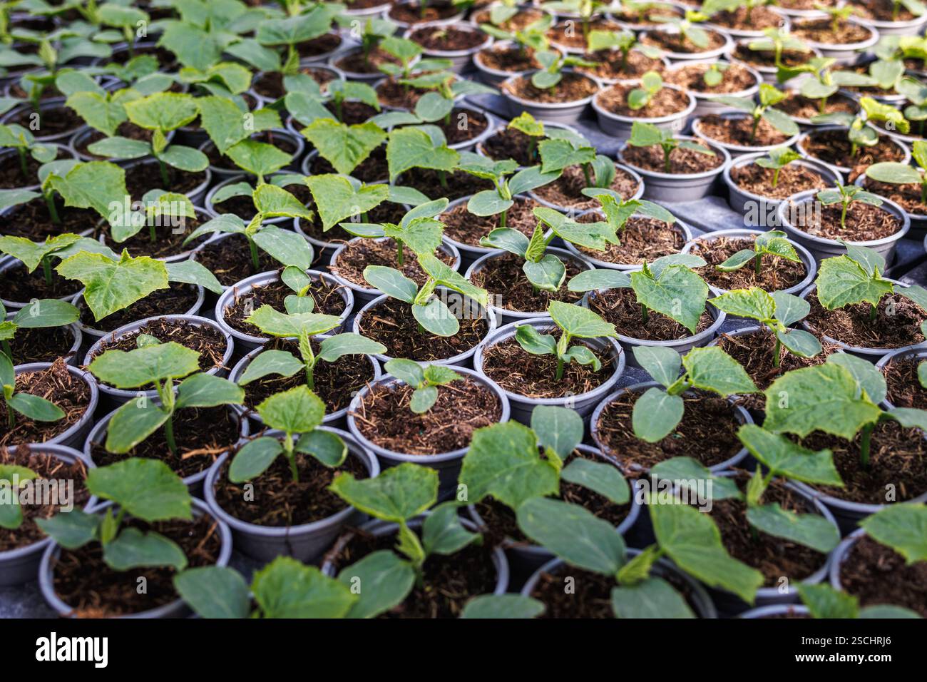 Cucumber seedling. Potted vegetable plants in small pots at greenhouse ...
