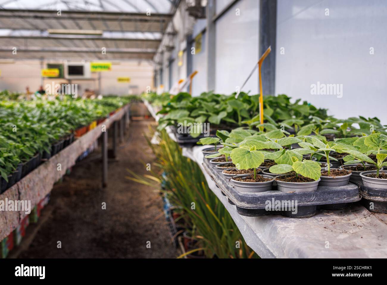 Zucchini seedlings growing inside greenhouse. Courgette vegetable ...