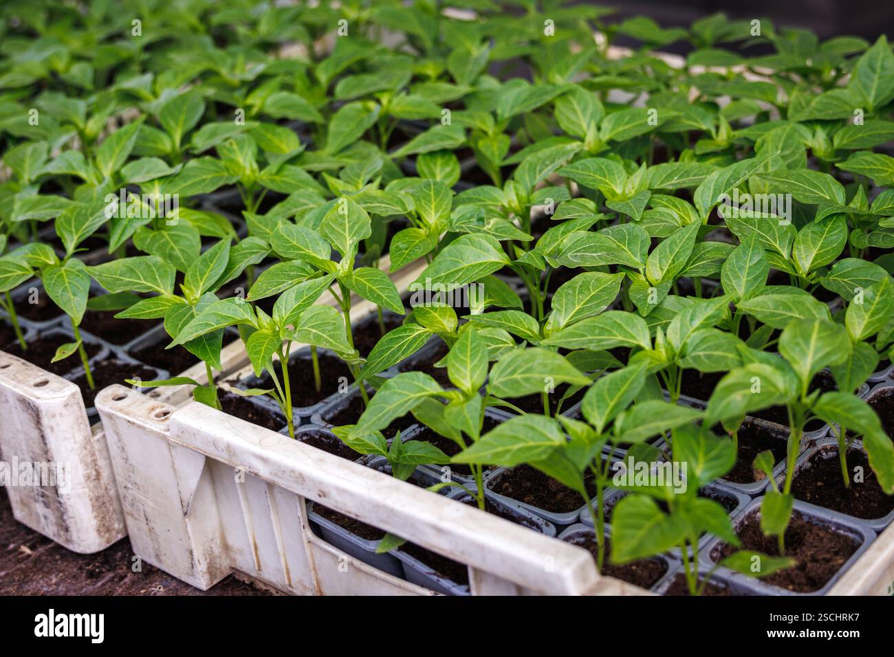 Pepper seedling. Potted vegetable plants in flower pot at greenhouse ...