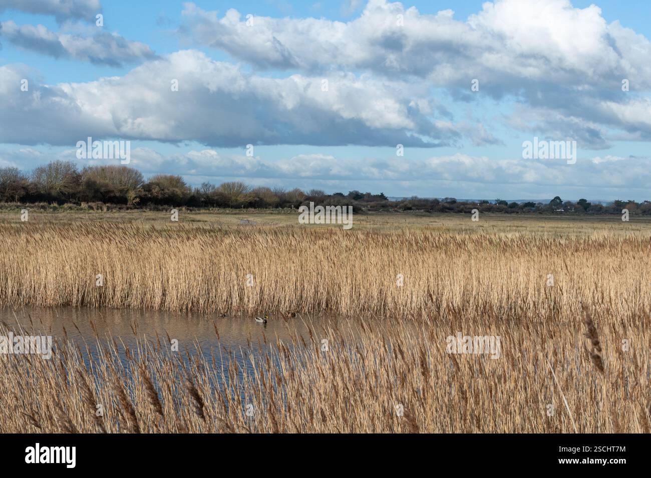 RSPB Pagham Harbour nature reserve, West Sussex, England, UK, an SSSI ...