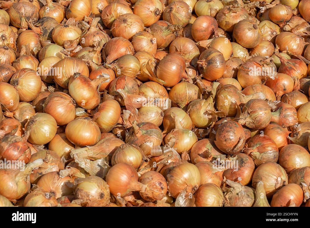 Onion bulbs in seedling tray close up top view. Onion texture ...
