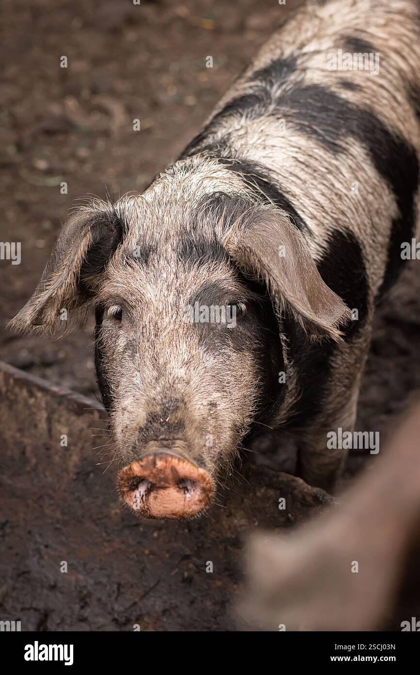 Pink pigs on the farm. Swine at the farm. Meat industry. Pig farming to ...