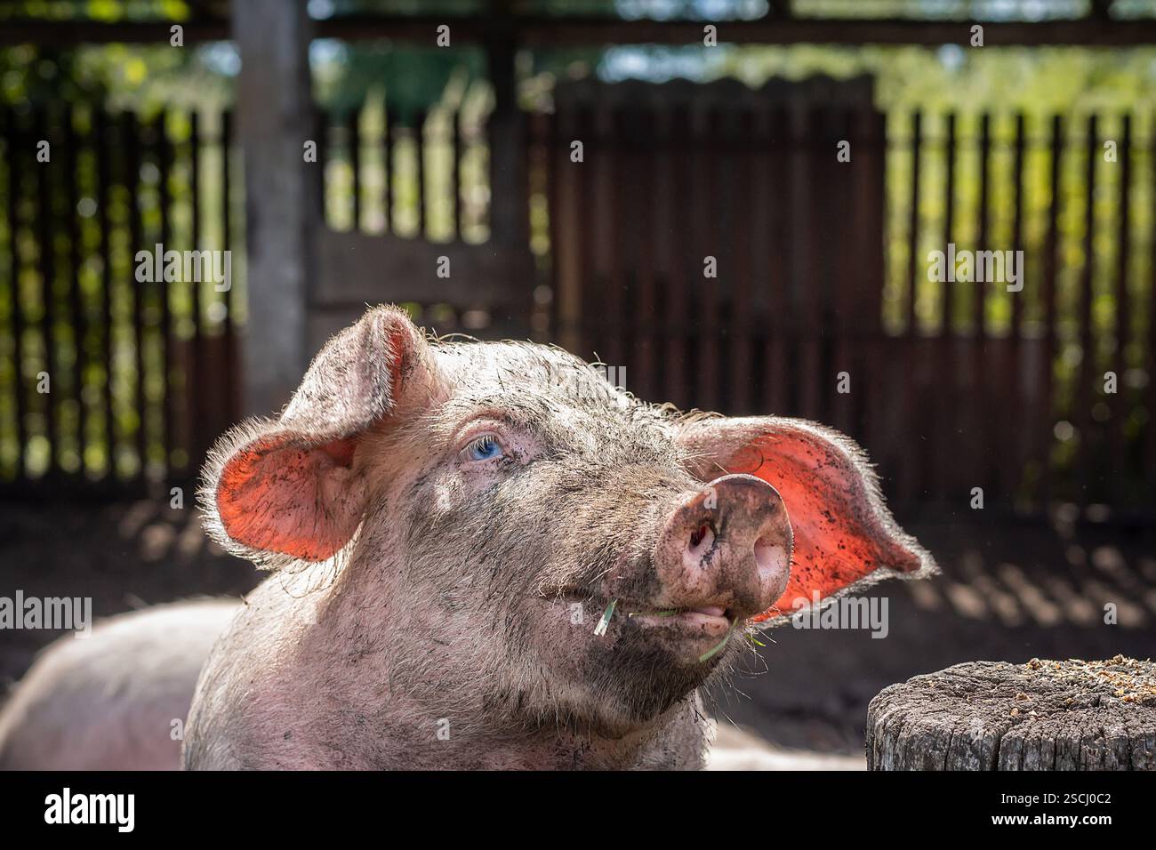 Pink pigs on the farm. Swine at the farm. Meat industry. Pig farming to ...