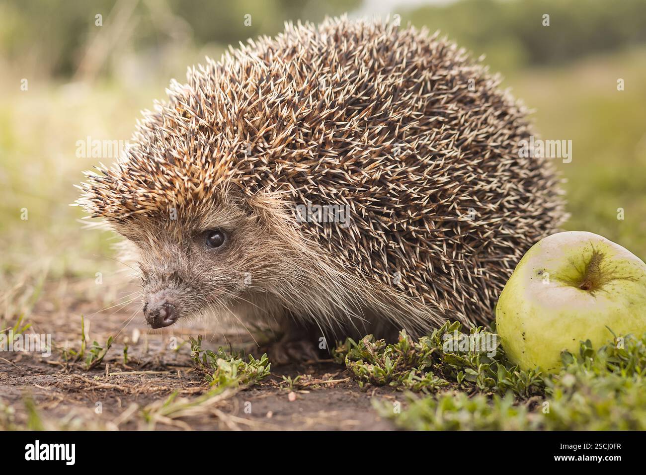 A young hedgehog foraging for insects in long grass Stock Photo - Alamy
