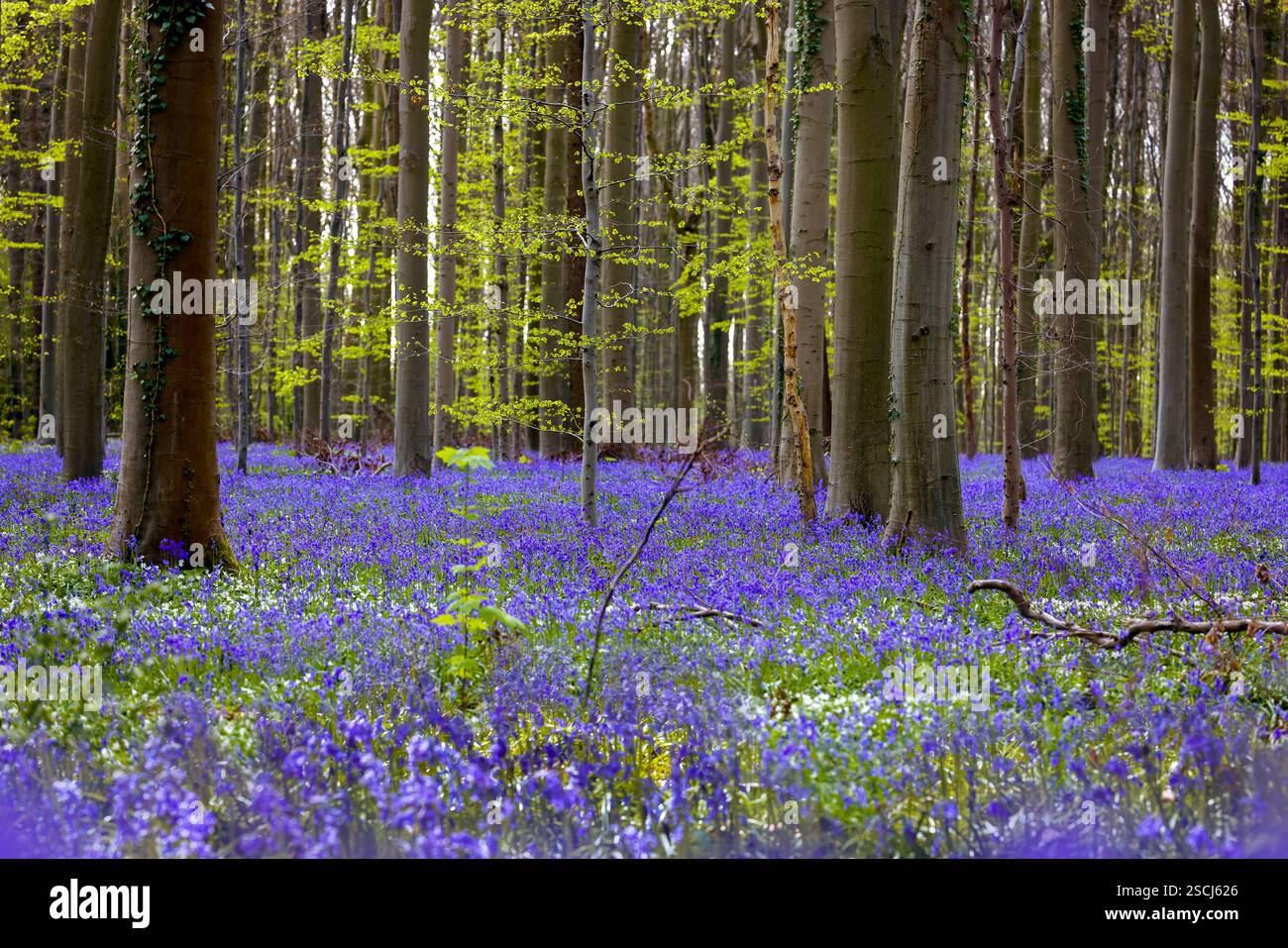 Billions of bluebells wildflowers blooming in the month of April in the ...