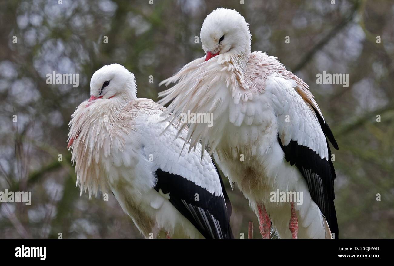 Marlow, Germany. 07th Feb, 2025. Storks capable of flight have settled ...