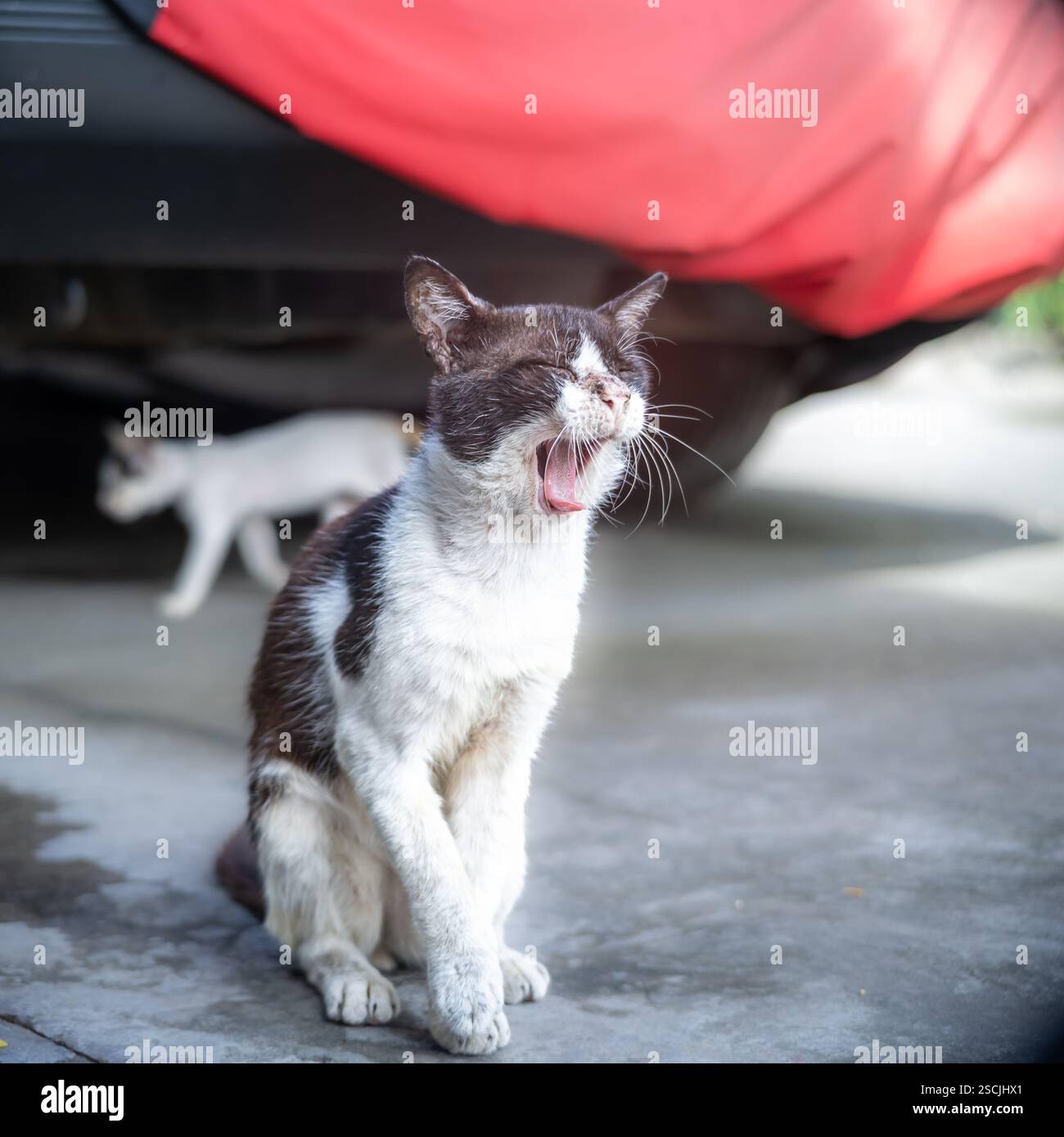 A black and white makes a funny face while yarning. Selective focus ...