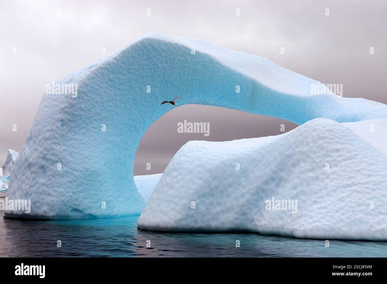 Vogel bogen hi-res stock photography and images - Alamy